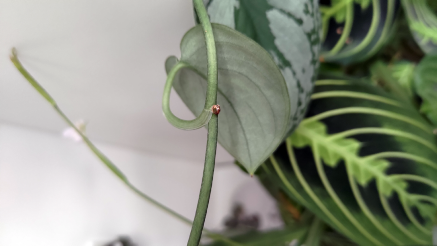 Vuoi propagare le tue piante? Ecco come fare le talee – Fralepiante