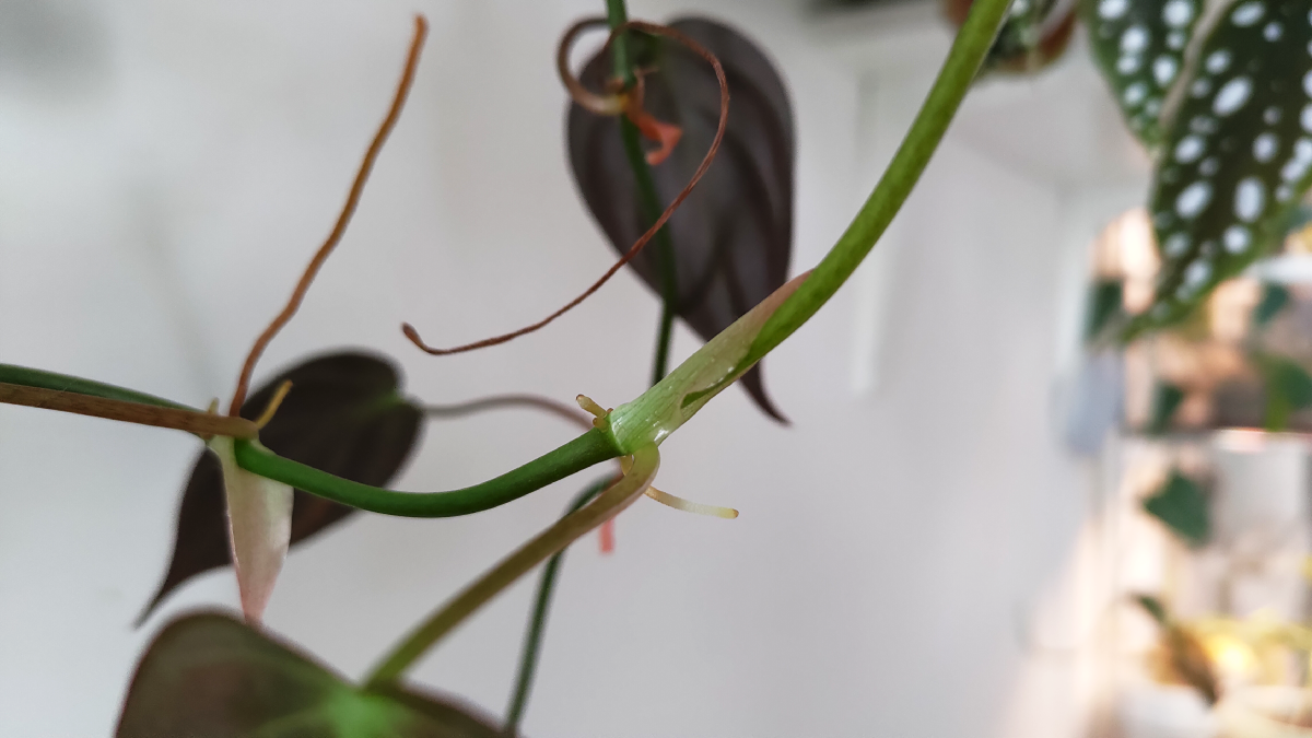 Vuoi propagare le tue piante? Ecco come fare le talee – Fralepiante