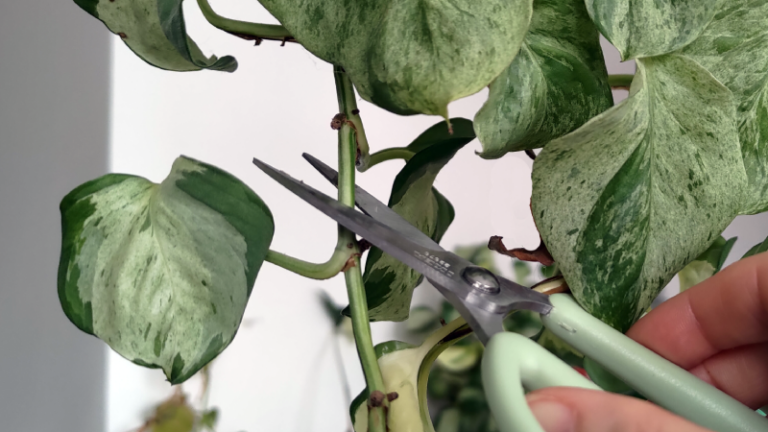 Vuoi propagare le tue piante? Ecco come fare le talee – Fralepiante